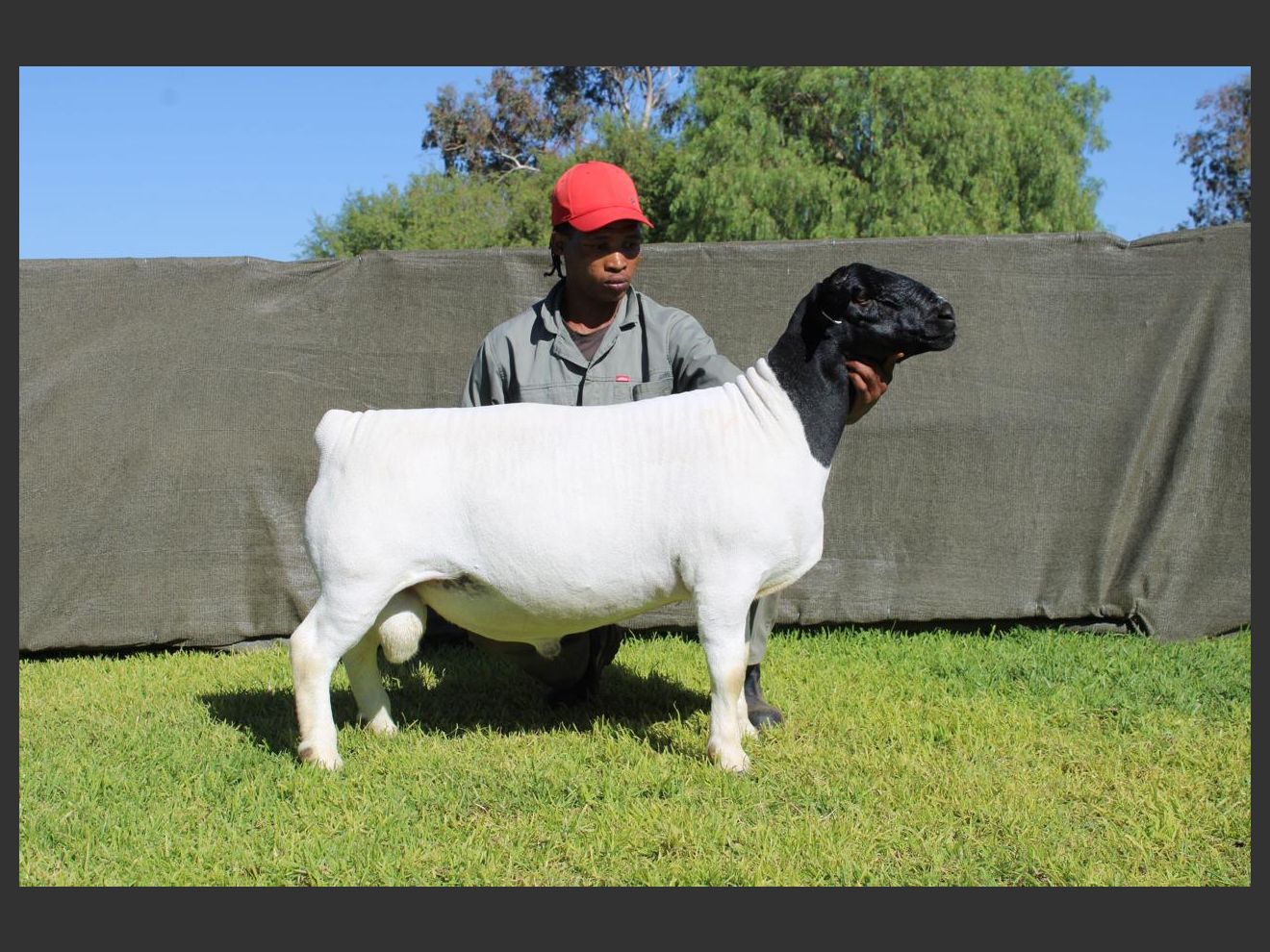 Lot 14 | ATKA 9DE KIMBERLEY DORPER VEILING | SwiftVEE | Livestock ...