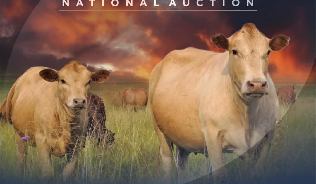 3RD NATIONAL TULI AUCTION | SwiftVEE | Livestock & Cattle Webcast Auctions