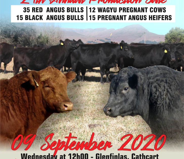 VJ ANGUS/PURDON WAGYU ANGUS | SwiftVEE | Livestock & Cattle Webcast ...