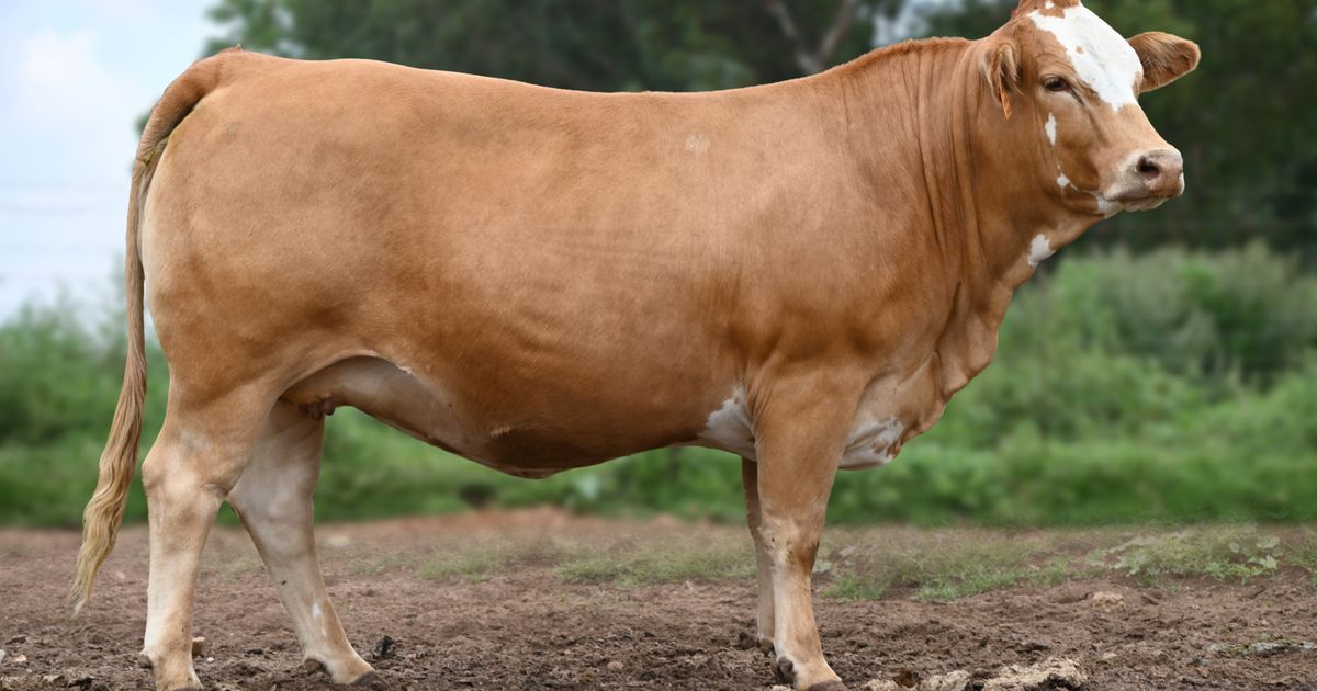 Lot 5 | LEKATU SIMBRA & SIMMENTALER ALGEHELE UITVERKOPING | SwiftVEE ...