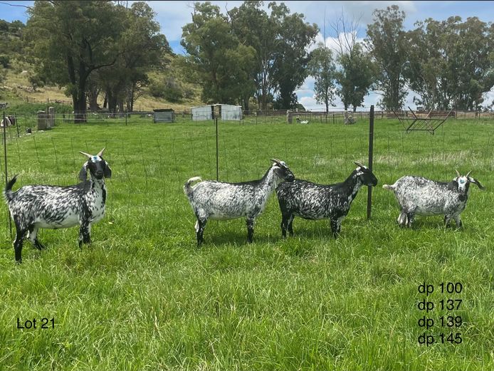 Lot 21 | INDIGENOUS VELD GOAT NATIONAL AUCTION | SwiftVEE | South ...