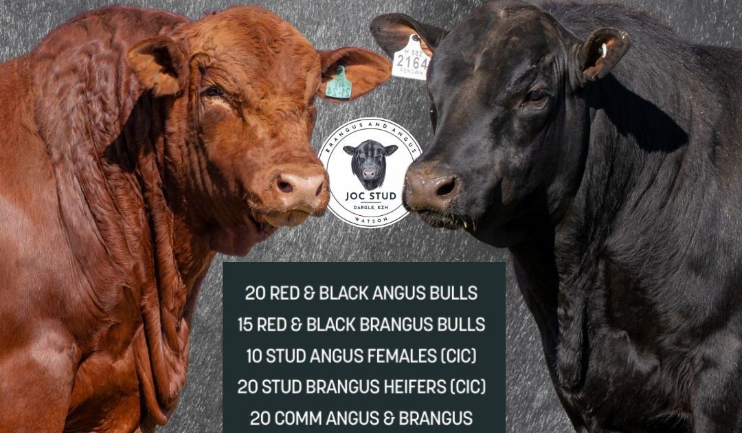 Lot 1A | JOC ANGUS & BRANGUS PRODUCTION SALE | SwiftVEE | South Africa ...