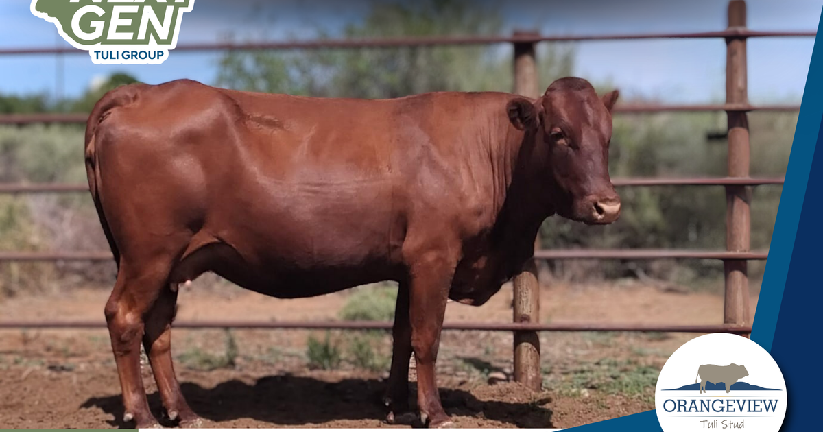 Lot 17 | NEXT GEN TULI AUCTION | SwiftVEE | Livestock & Cattle Webcast ...