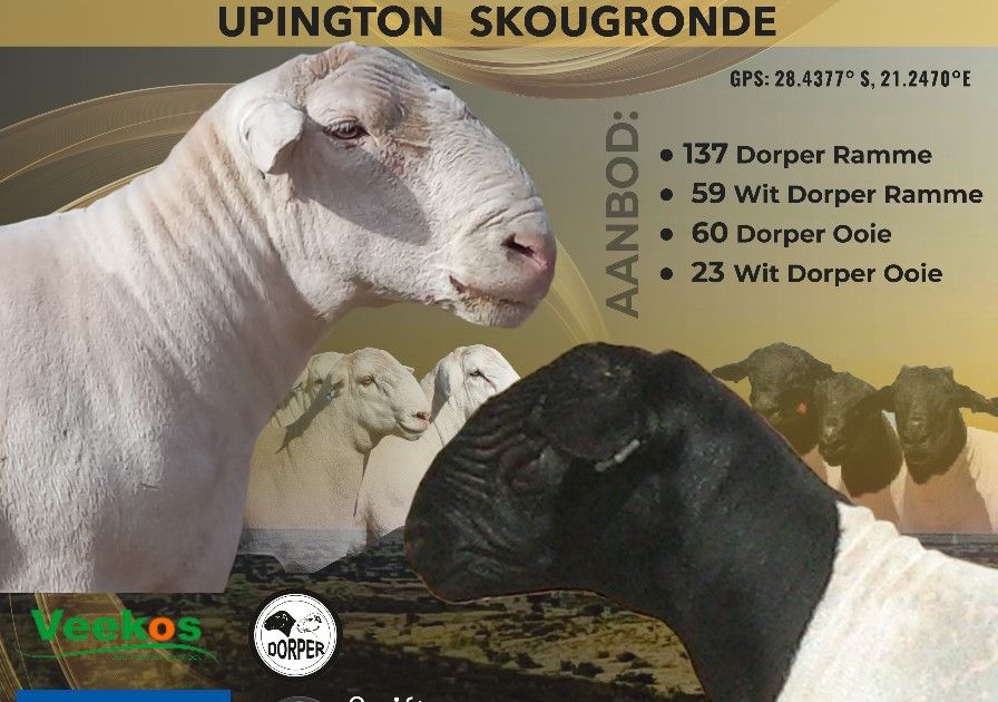 INTERNASIONALE DORPER & WIT DORPER VEILING - OOIE | SwiftVEE ...