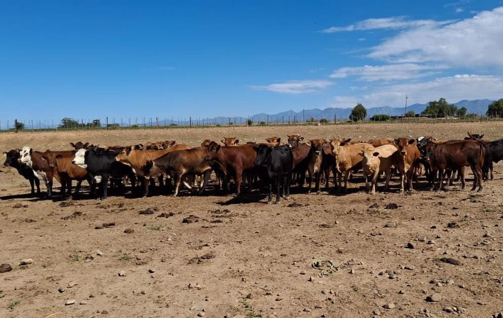 Lot W9 | REUSE SLAGVEE EN PRODUKSIEVEILING VAN SAAG JONKER GROEP ...