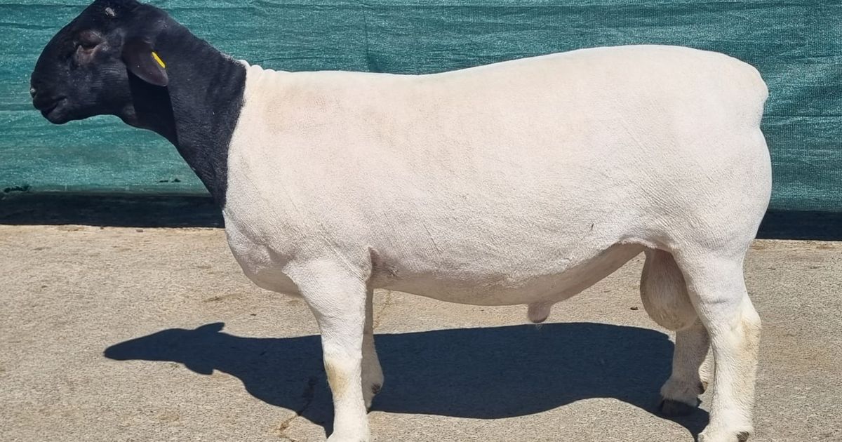 Lot 45 | INTERNASIONALE DORPER & WIT DORPER VEILING - RAM | SwiftVEE ...