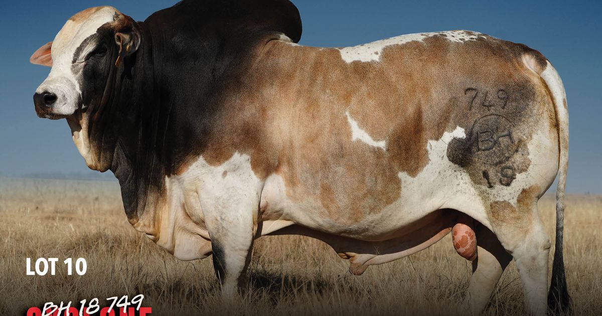 Lot 10 | HURWITZ FARMING 10TH BORAN PRODUCTION AUCTION | SwiftVEE ...