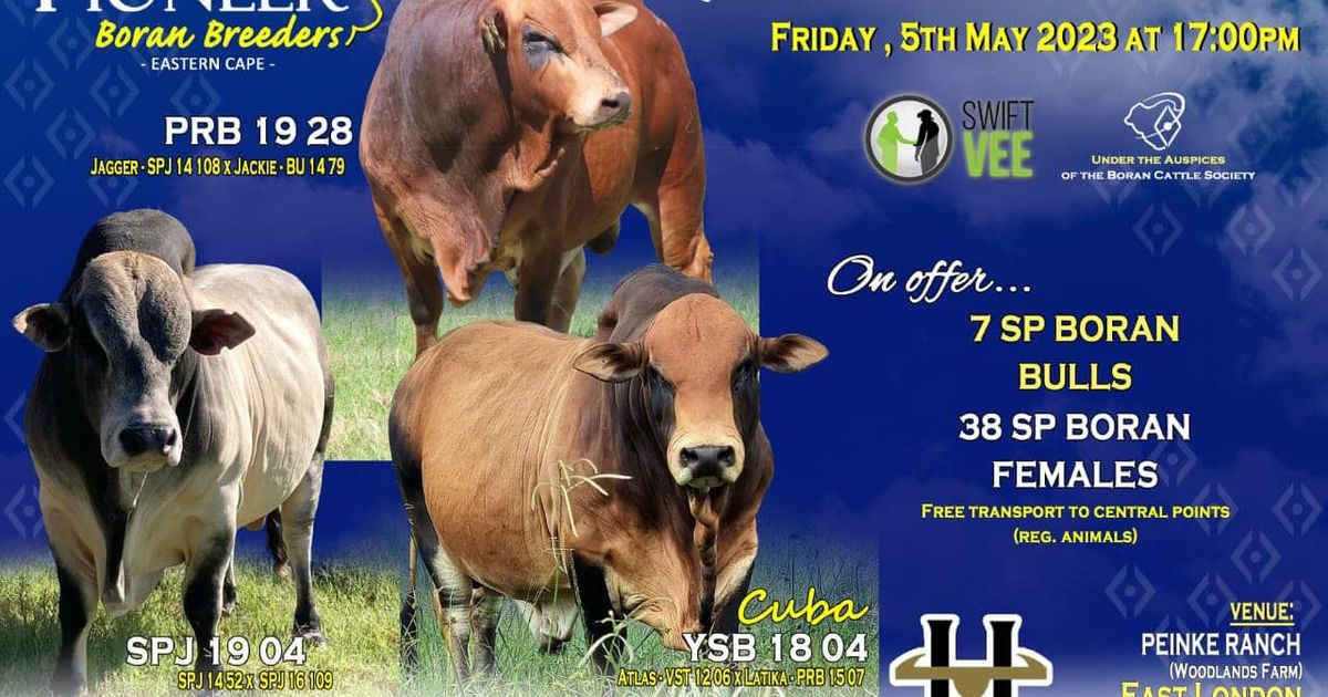 PIONEER BORAN BREEDERS SALE | SwiftVEE | South Africa’s Leading Online ...