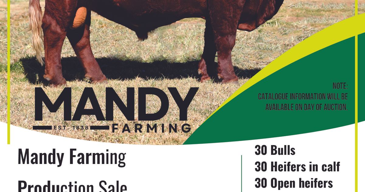 MANDY FARMING BOVELDERS 14TH PRODUCTION SALE | SwiftVEE | South Africa ...