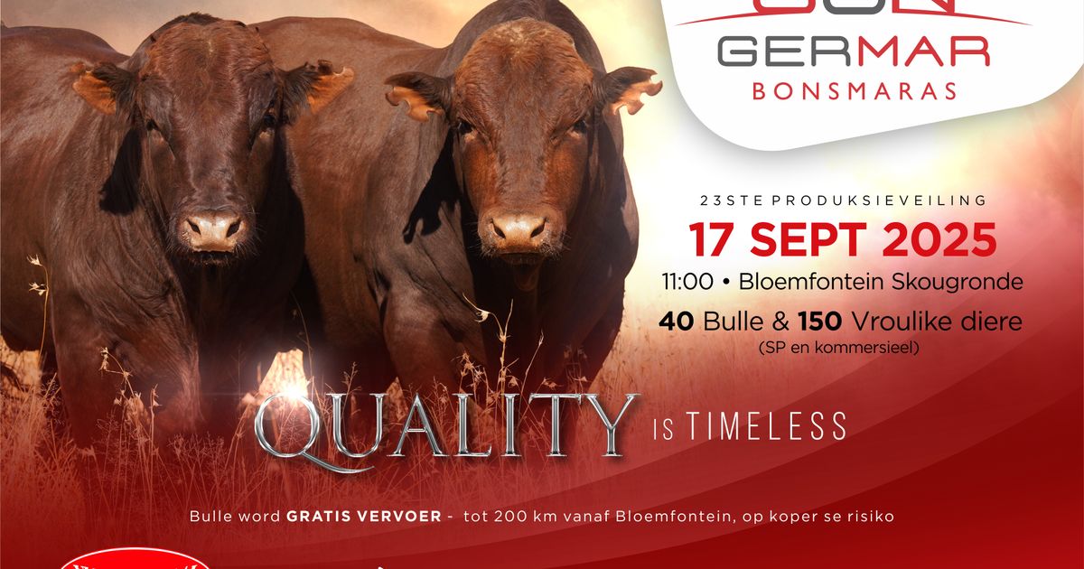 GERMAR BONSMARA 23STE PRODUKSIEVEILING | SwiftVEE | Livestock & Cattle ...