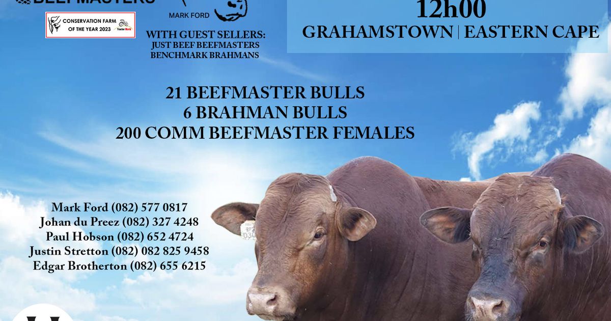 BEGELLY BEEFMASTERS BULL & PRODUCTION SALE | SwiftVEE | South Africa’s ...