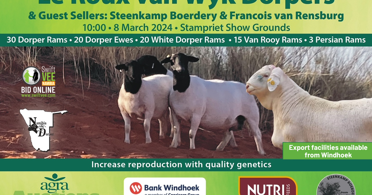 LE ROUX VAN WYK DORPERS PRODUCTION SALE & GUEST SELLERS | SwiftVEE ...