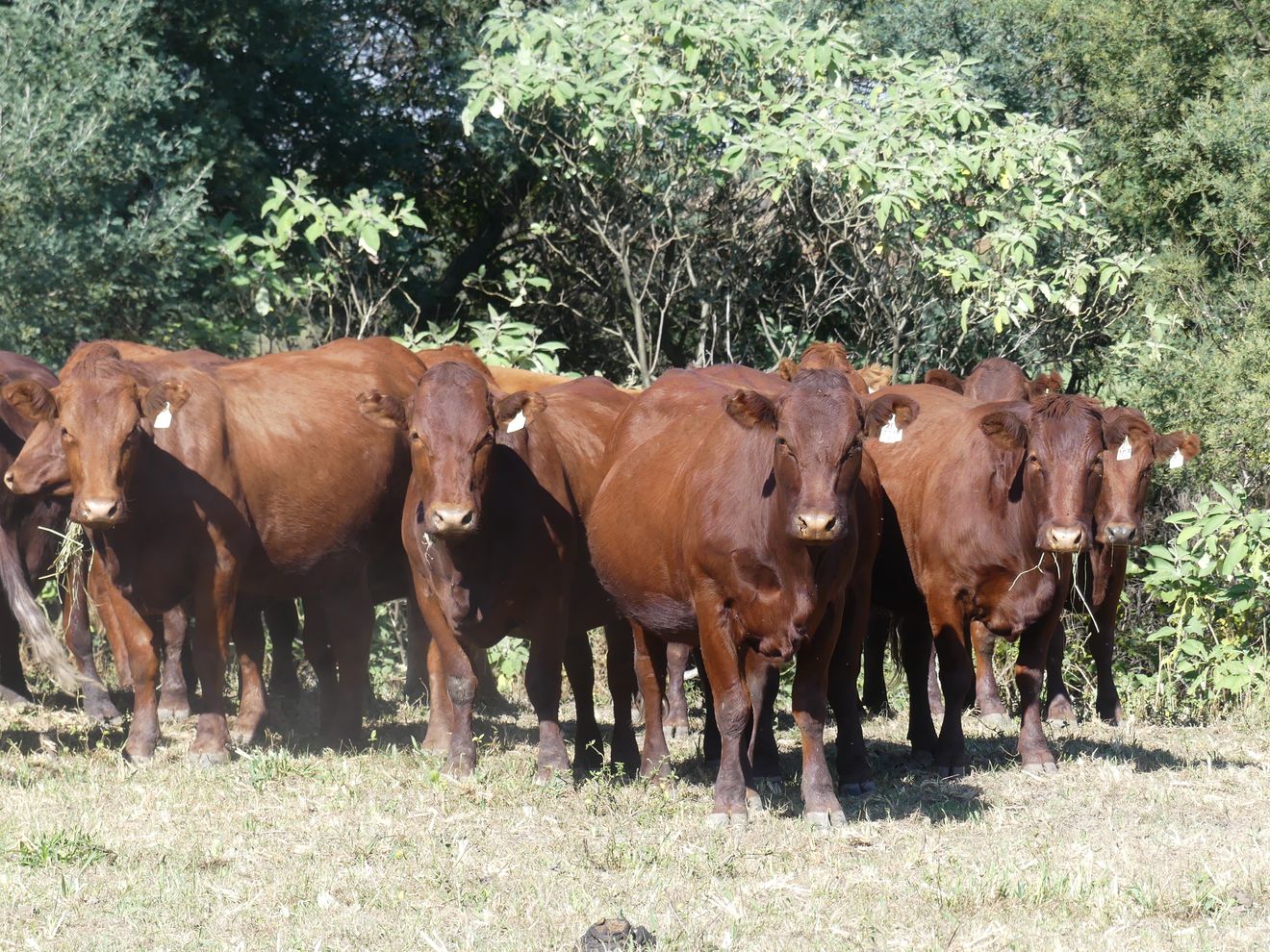 Lot 140 | UP GEORGE BONSMARAS 26TH PRODUCTION SALE | SwiftVEE ...