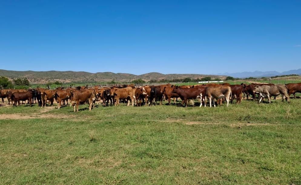 Lot W15 | REUSE SLAGVEE EN PRODUKSIEVEILING VAN SAAG JONKER GROEP ...