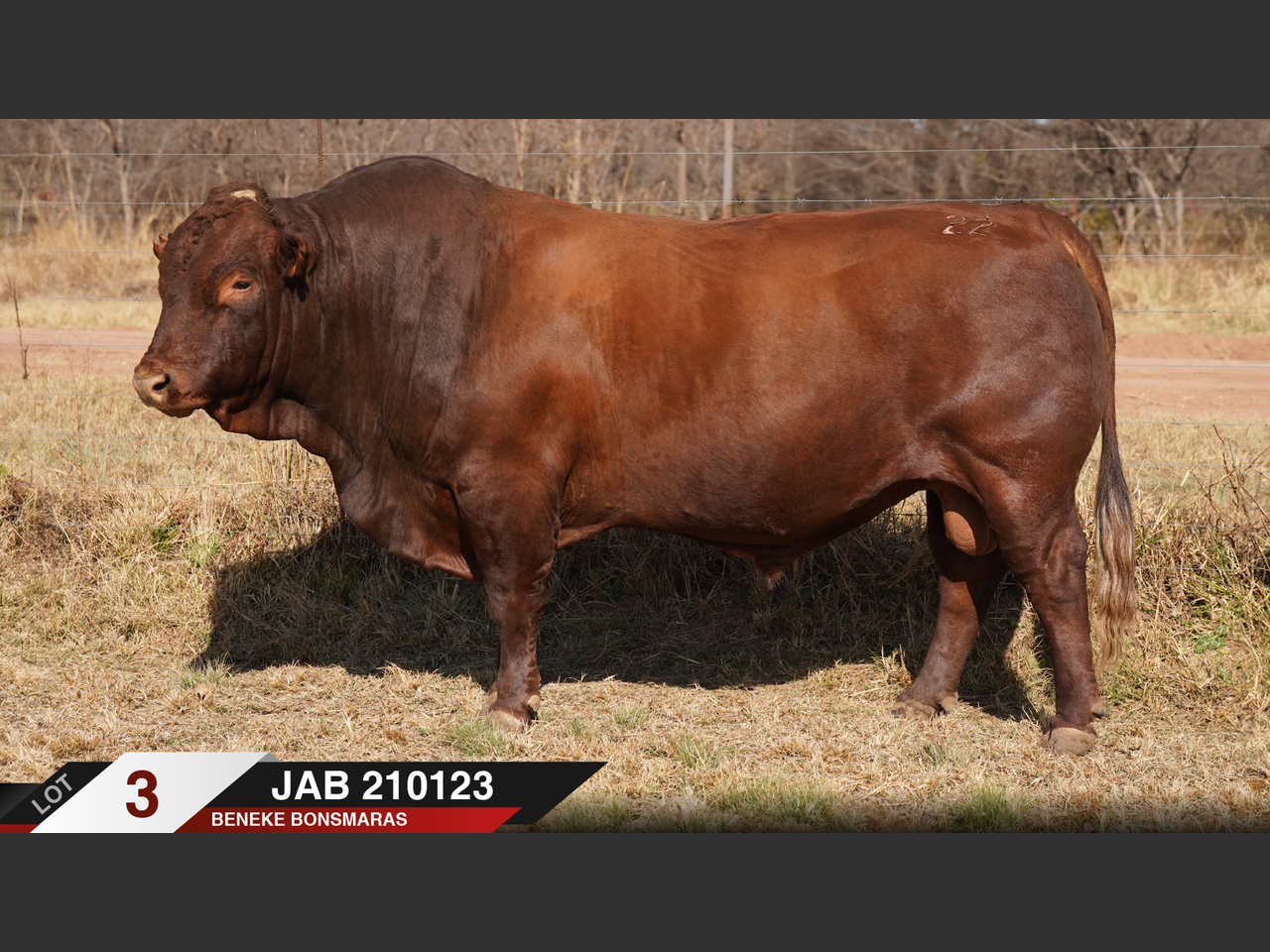 Lot 3 | NU ALCADE BONSMARA GROEP 39STE PRODUKSIEVEILING | SwiftVEE ...