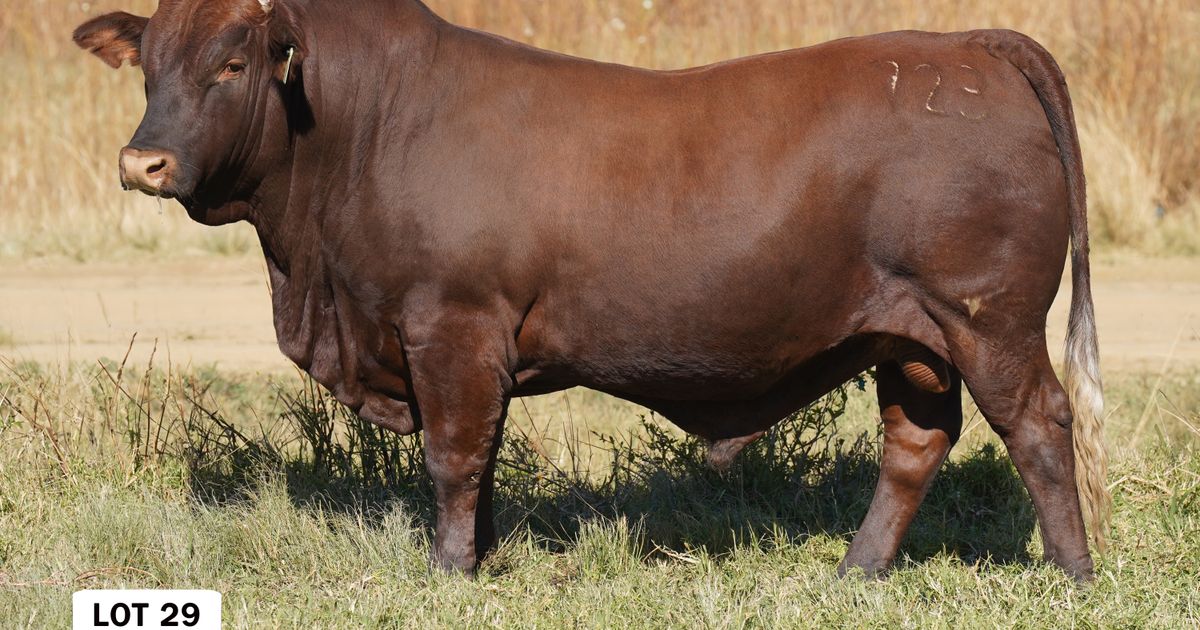 Lot 29 | GEORGE SHAWE BEEF 25TH ANNUAL PRODUCTION SALE | SwiftVEE ...