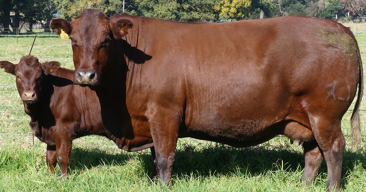 Lot 92 | UP GEORGE BONSMARAS 26TH PRODUCTION SALE | SwiftVEE ...