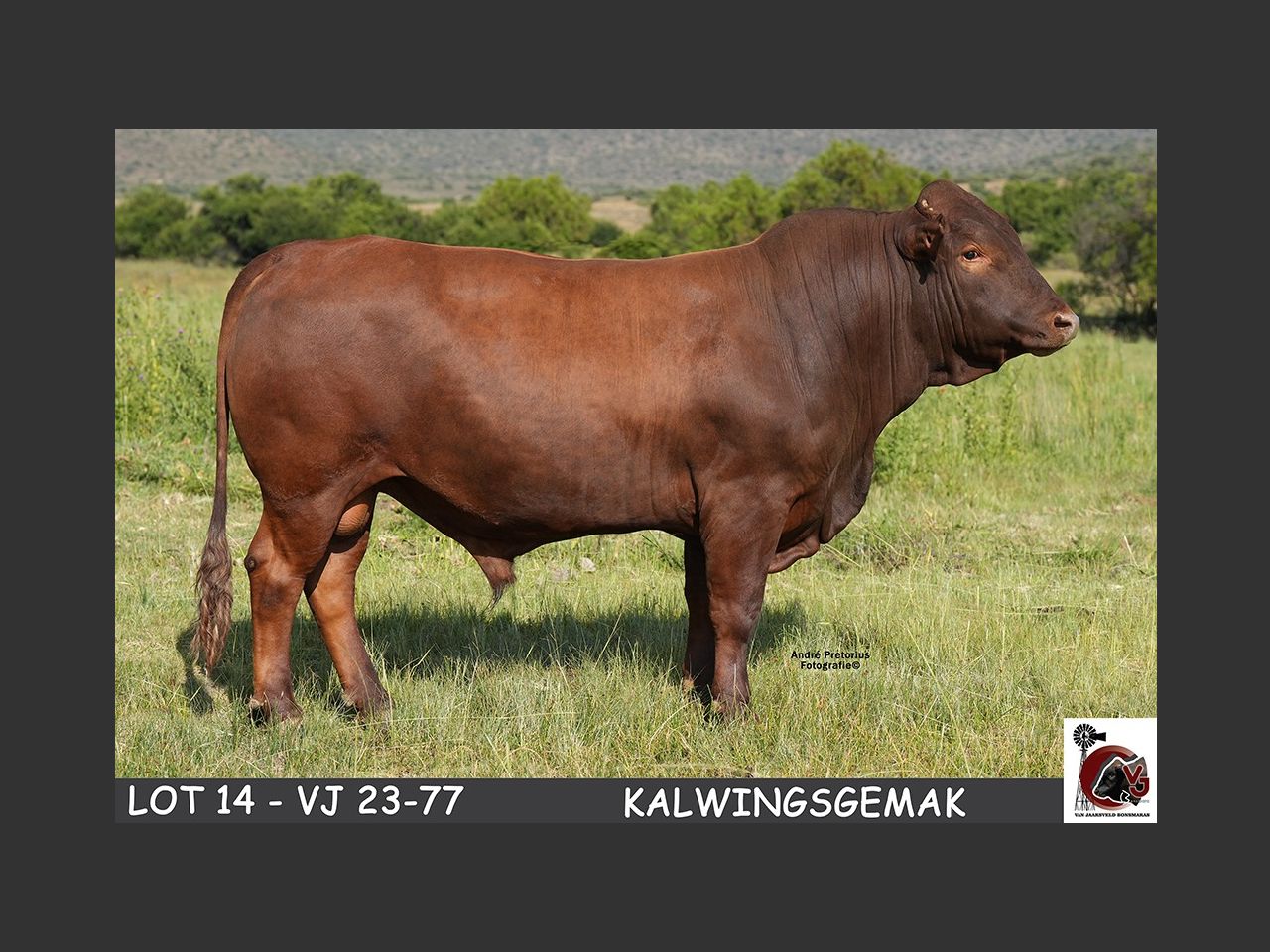 Lot 14 | VAN JAARSVELD & KRUGER GLEN BONSMARAS VEILING | SwiftVEE ...