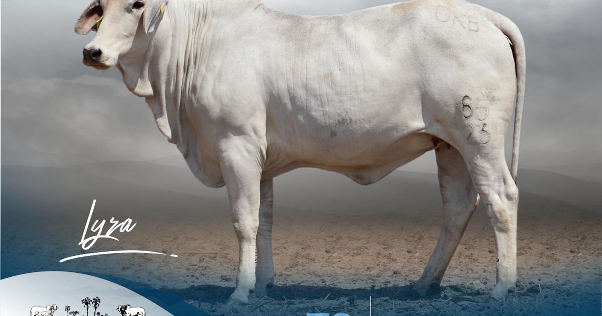 Lot 72 | OKABRA SIGNATURE SALE | SwiftVEE | Livestock & Cattle Webcast ...