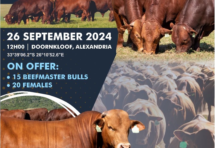 MAXIMUS BEEFMASTERS SILENT AUCTION | SwiftVEE | South Africa’s Leading ...