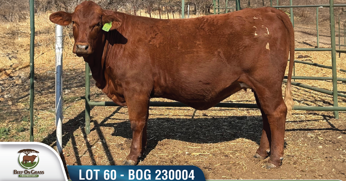 Lot 60 | RHENOSTERVALLEI & BEEF ON GRASS BEEFMASTERS 11DE ...