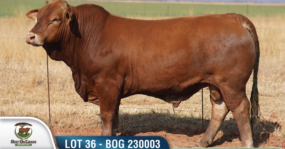 Lot 36 | RHENOSTERVALLEI & BEEF ON GRASS BEEFMASTERS 11DE ...
