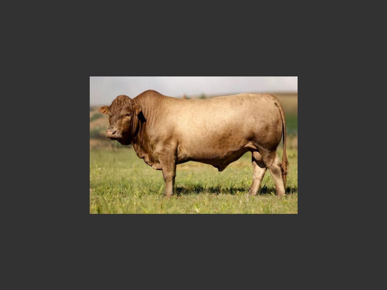 Lot 3 | ALPHA & OMEGA TULI STUD PRODUCTION SALE | SwiftVEE | Livestock ...