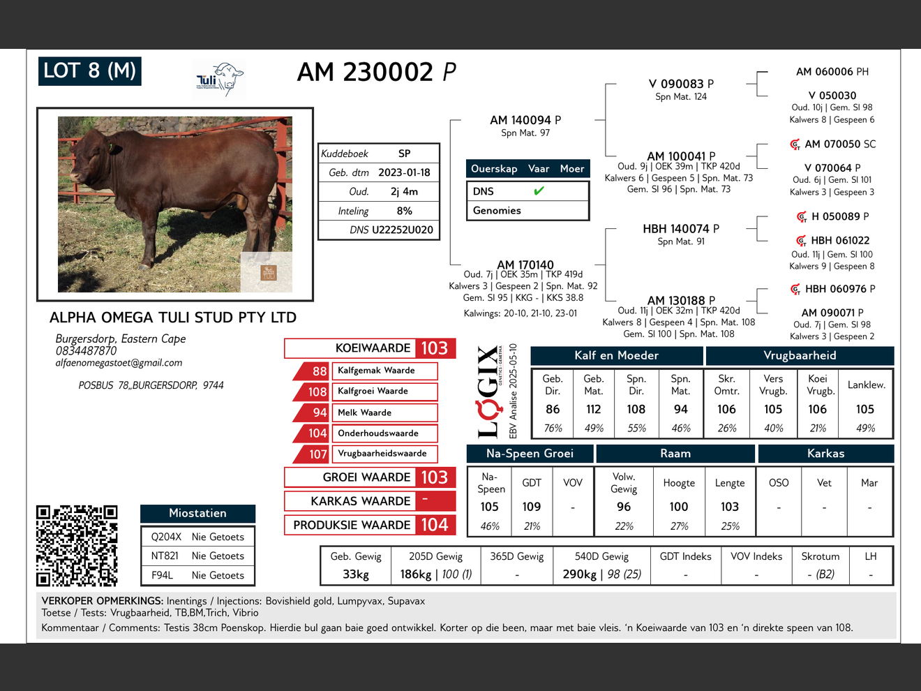Lot 8 | ALPHA & OMEGA TULI STUD PRODUCTION SALE | SwiftVEE | Livestock ...