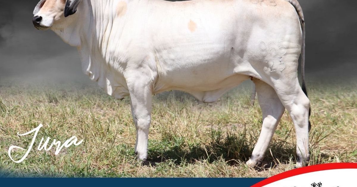 Lot 96 | OKABRA BRAHMAN & SIMMENTALER SIGNATURE SALE AUCTION | SwiftVEE | Livestock & Cattle ...