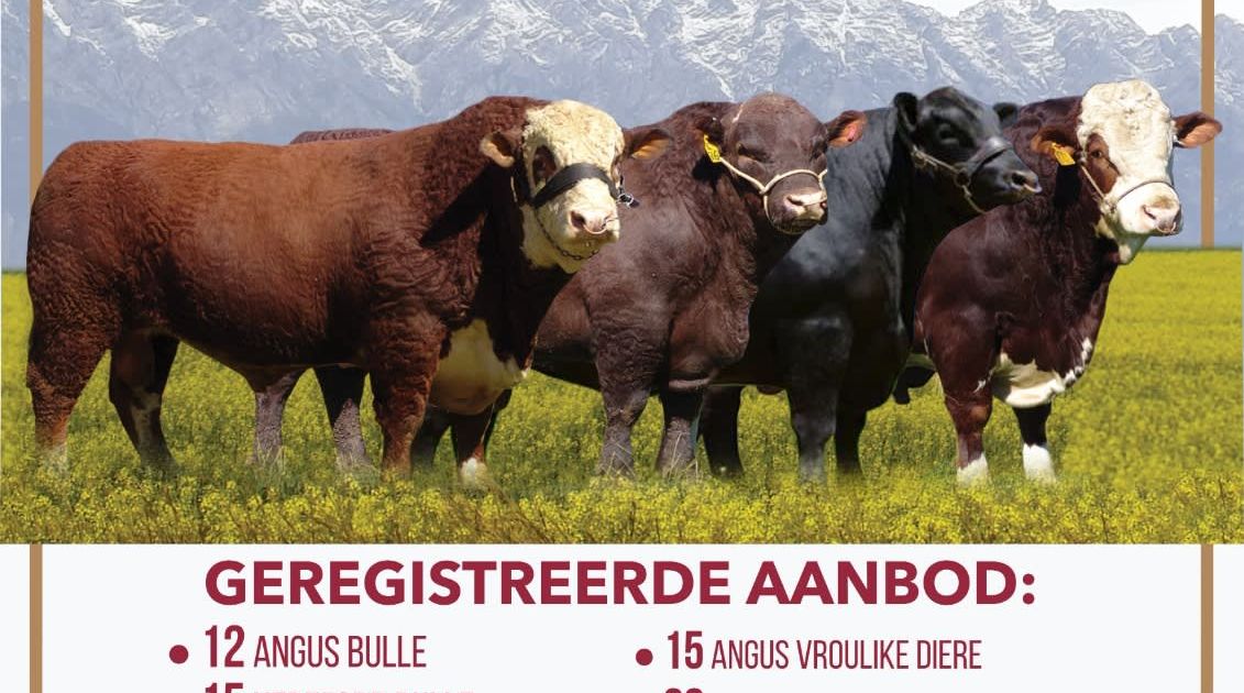 SWARTLAND VEEBOERE JAARLIKSE VEILING | SwiftVEE | South Africa’s ...