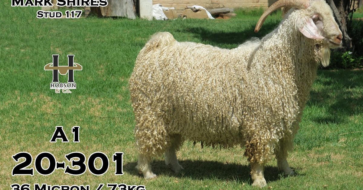 NOORSVELD BRED RAM SALE AND MOUNT STEWART ANGORA PRODUCTION SALE ...