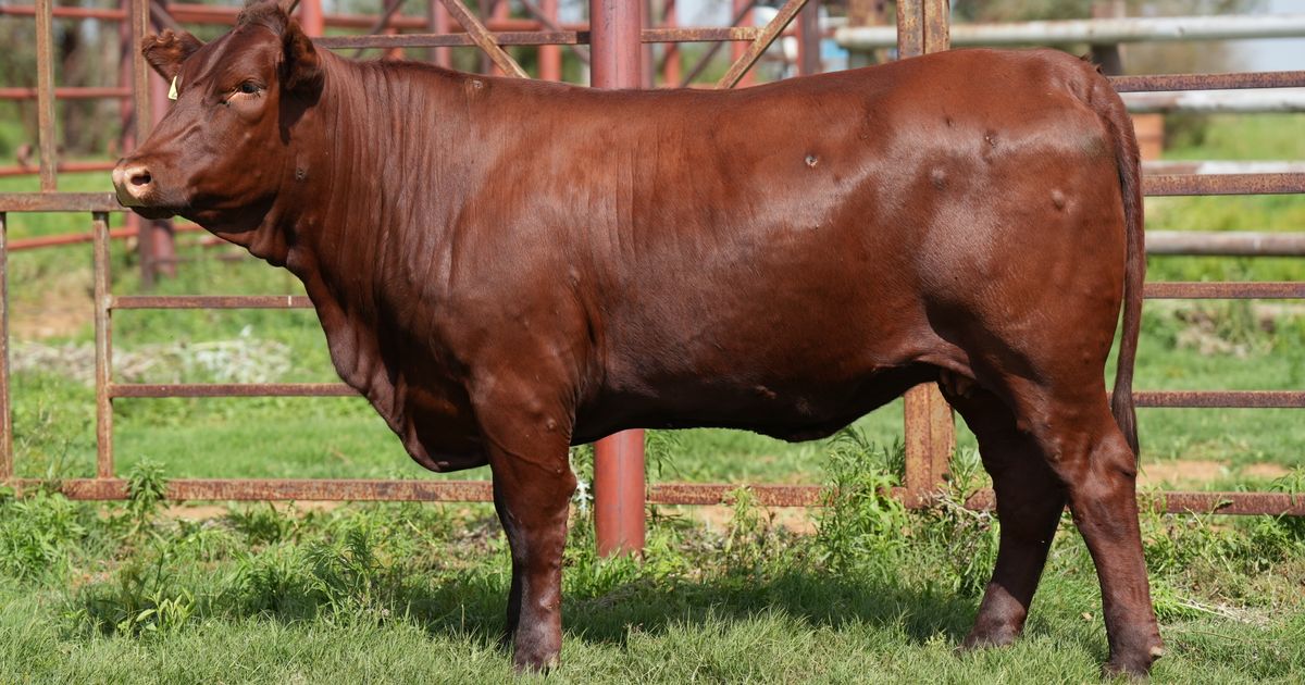 Lot 42B | THUSO BONSMARAS TOTALE UITVERKOPING | SwiftVEE | Livestock ...