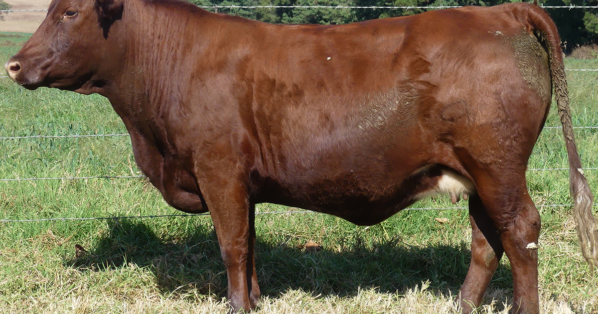 Lot 136 | UP GEORGE BONSMARAS 26TH PRODUCTION SALE | SwiftVEE ...