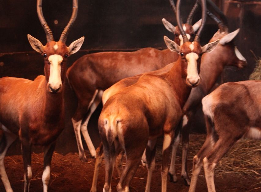 Lot 9 | THABAZIMBI WILDLIFE SERVICES WILDVEILING TROFEE JAGDIERE ...