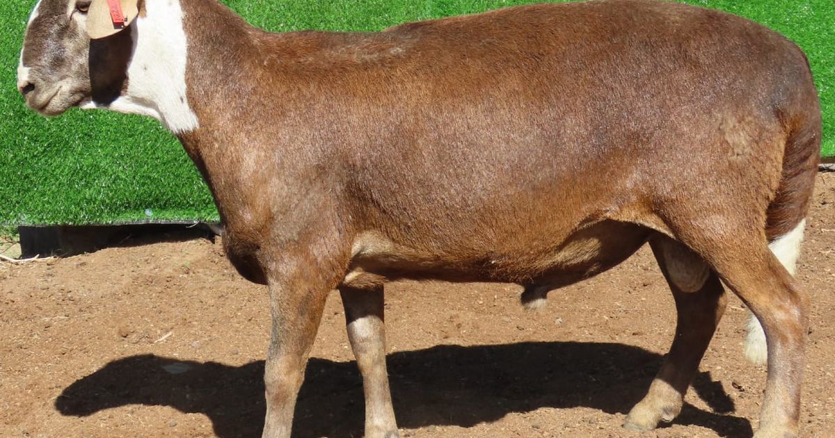 Lot 86 | SENTRAAL KAROO MEATMASTER GROEP JONG OOI VEILING | SwiftVEE ...
