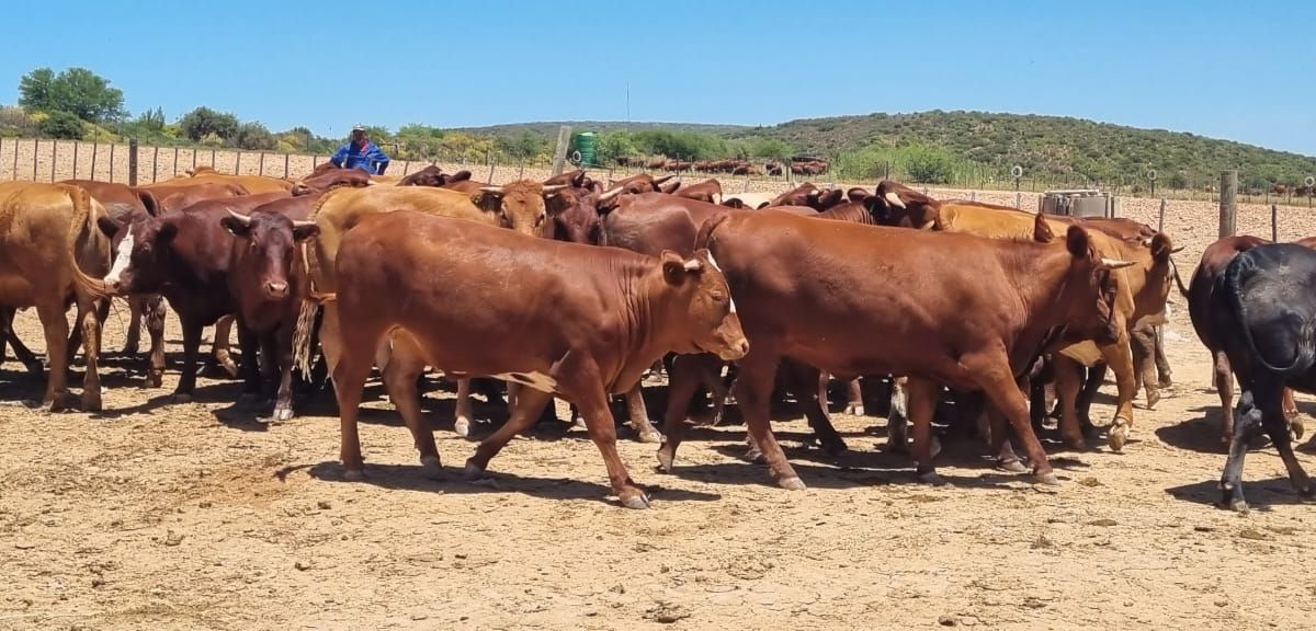 Lot S4 | REUSE SLAGVEE EN PRODUKSIEVEILING VAN SAAG JONKER GROEP ...