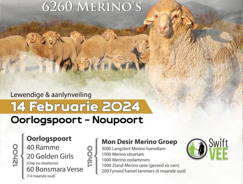 OORLOGSPOORT PRESTIGE FYNWOLMERINOS VEILING | SwiftVEE | South Africa’s ...