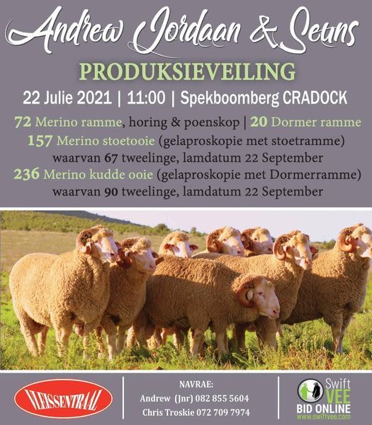 ANDREW JORDAAN & SEUNS MERINO | DORMER PRODUCTION AUCTION | SwiftVEE ...