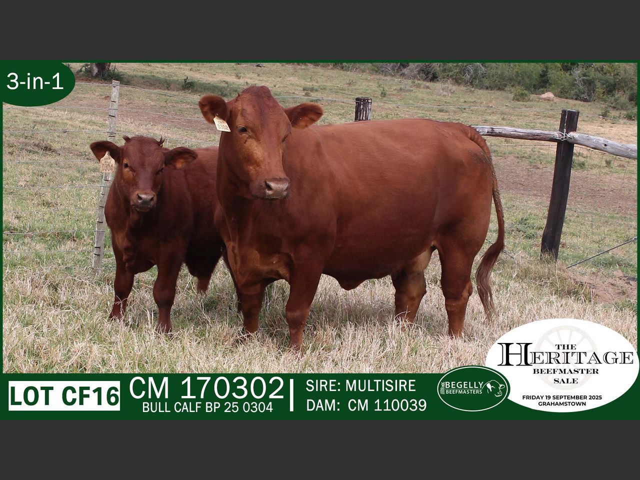 Lot CF16 | THE HERITAGE BEEFMASTER SALE | SwiftVEE | South Africa’s ...