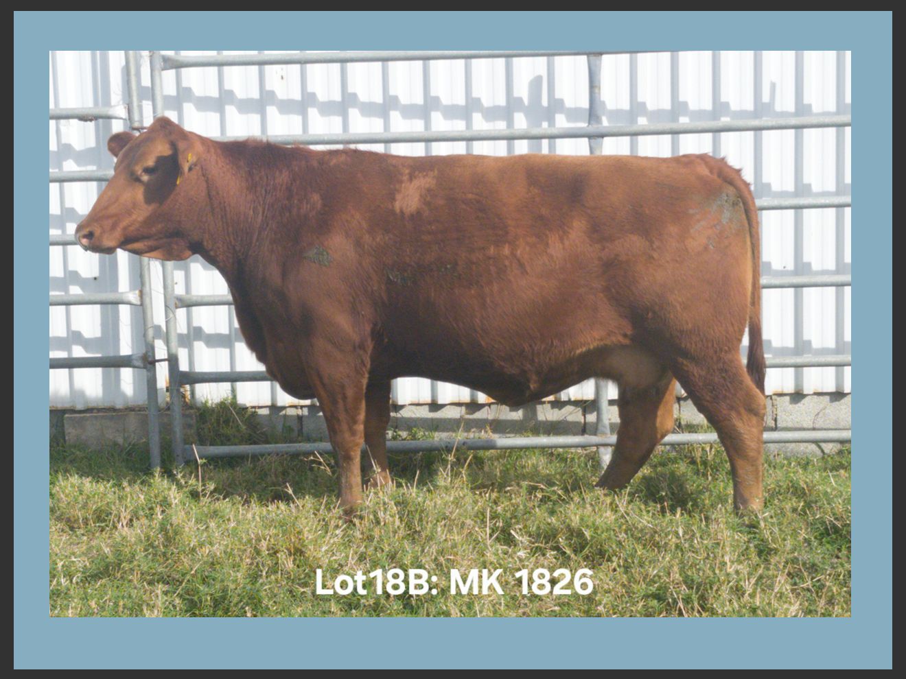 Lot 18B | EMSLIE BRANGUS DISPERSAL SALE | SwiftVEE | Livestock & Cattle Webcast Auctions