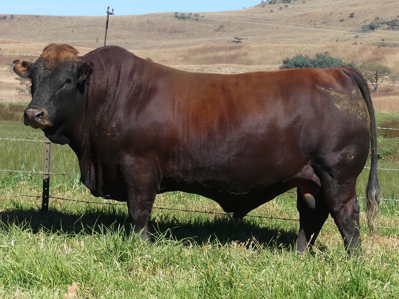 Lot 23 | UP GEORGE 27STE PRODUKSIEVEILING | SwiftVEE | Livestock ...