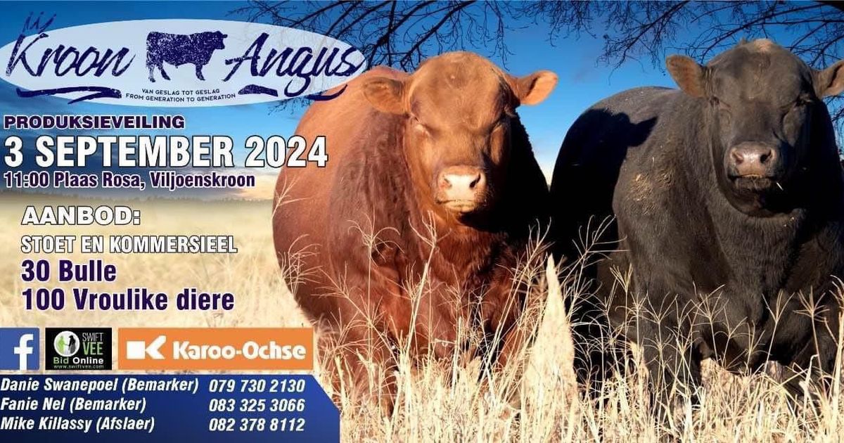 KROON ANGUS PRODUKSIEVEILING | SwiftVEE | South Africa’s Leading Online ...
