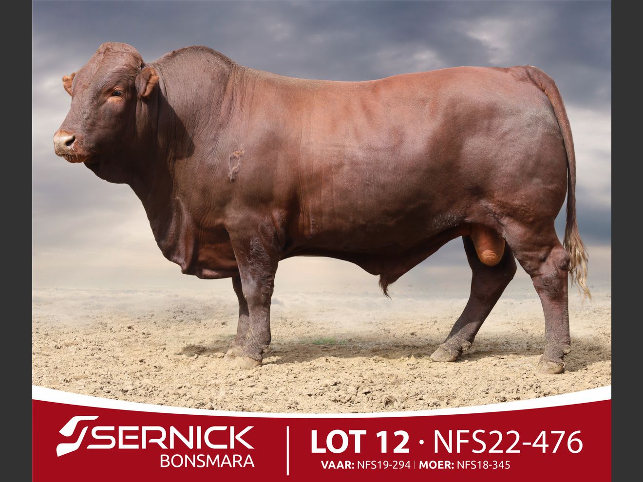 Lot 12 | SERNICK BONSMARA 47STE PRODUKSIEVEILING | SwiftVEE | Livestock ...