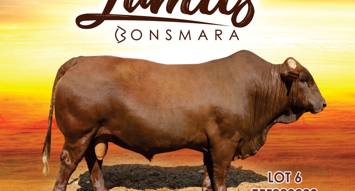 LAMUS BONSMARA 6TH PRODUCTION SALE | SwiftVEE | South Africa’s Leading ...
