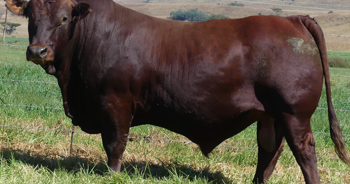 Lot 3 | UP GEORGE BONSMARAS 26TH PRODUCTION SALE | SwiftVEE | Livestock ...
