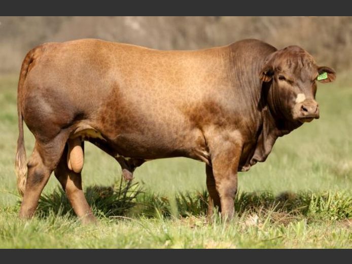 Lot 4 | ALPHA & OMEGA TULI STUD PRODUCTION SALE | SwiftVEE | South ...