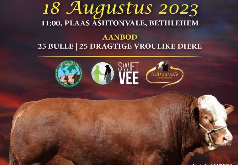 ASHTONVALE SIMMENTALERS VEILING | SwiftVEE | South Africa’s Leading ...