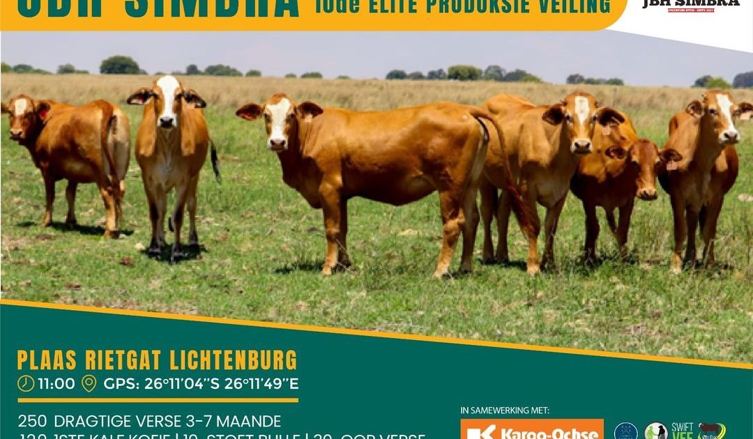 JBH SIMBRA 10DE ELITE PRODUKSIEVEILING | SwiftVEE | Livestock & Cattle ...