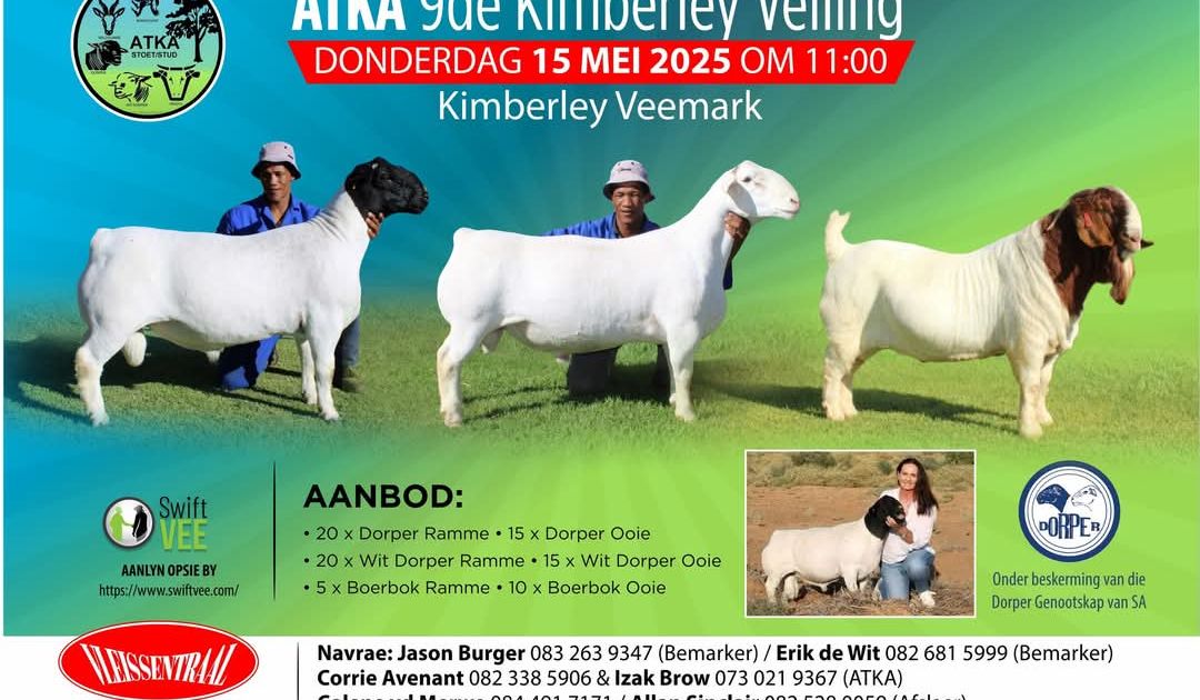 ATKA 9DE KIMBERLEY DORPER VEILING | SwiftVEE | South Africa’s Leading ...