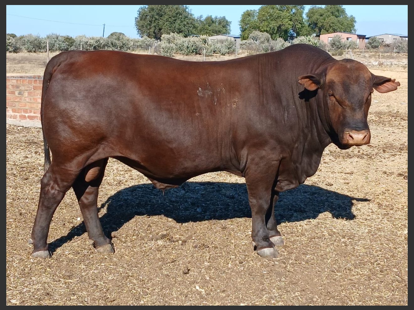 Lot 20 | SENEPOL STOET & AANTEELVEILING | SwiftVEE | Livestock & Cattle ...